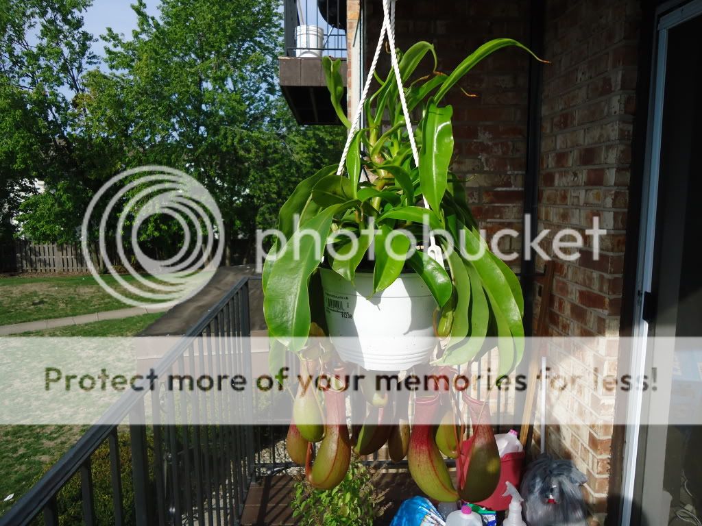 help me identify this - FlyTrapCare Forums