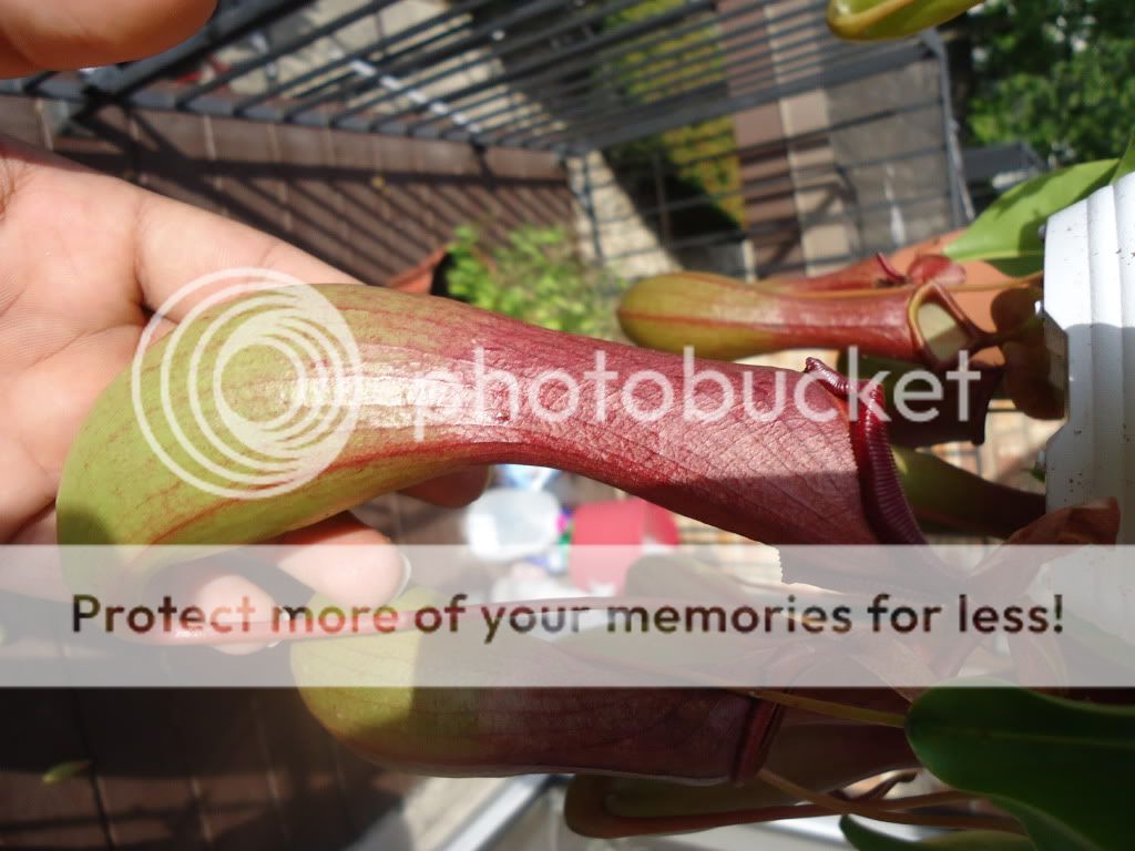 help me identify this - FlyTrapCare Forums