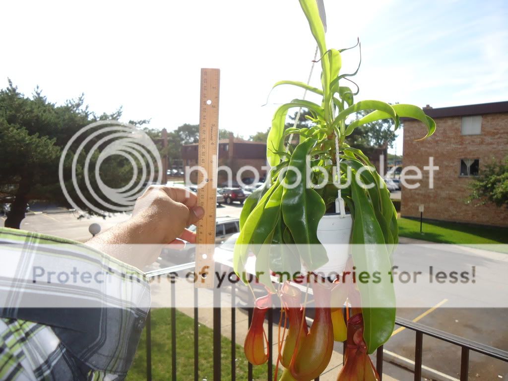 help me identify this - FlyTrapCare Forums