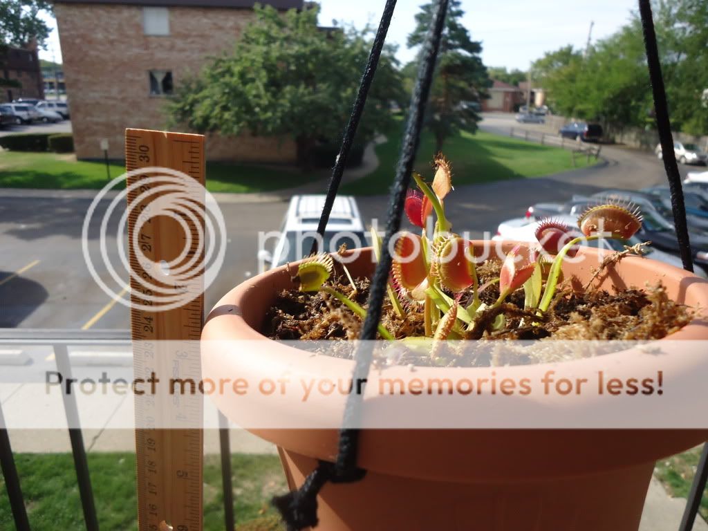 help me identify this - FlyTrapCare Forums