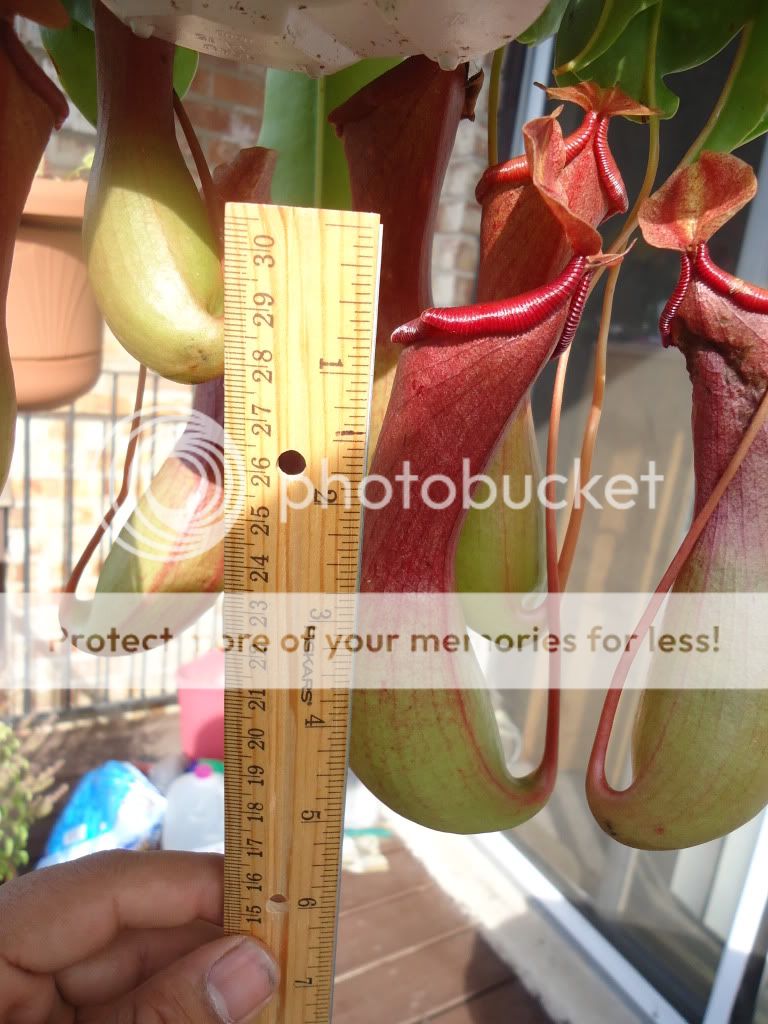 help me identify this - FlyTrapCare Forums