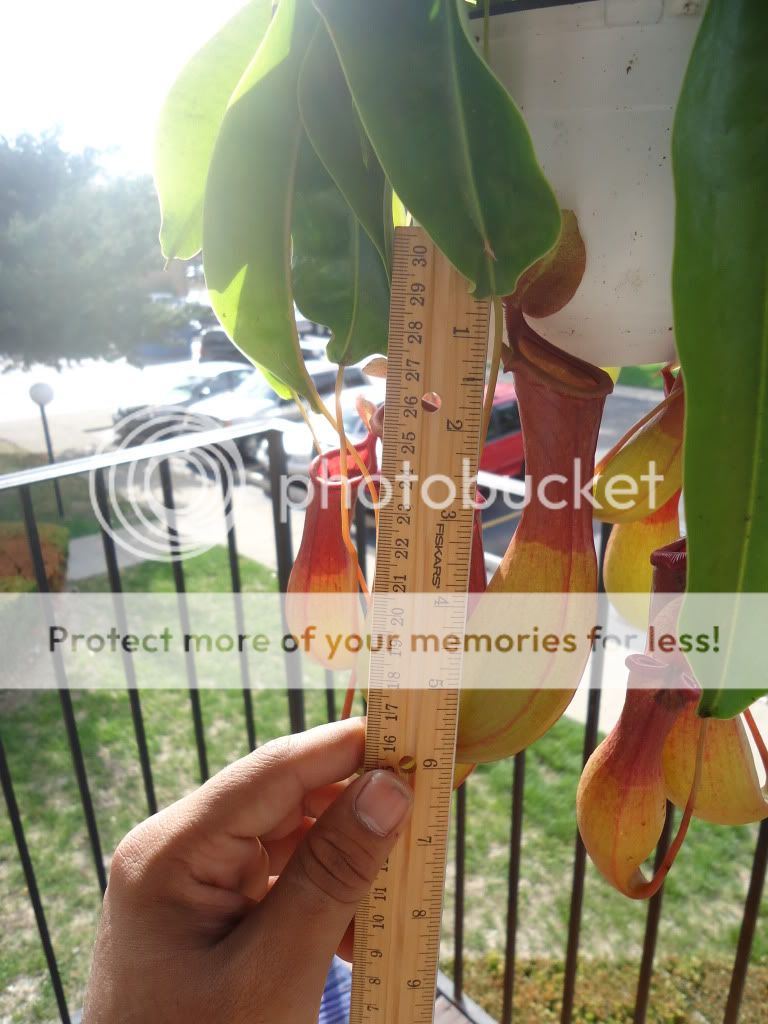 help me identify this - FlyTrapCare Forums