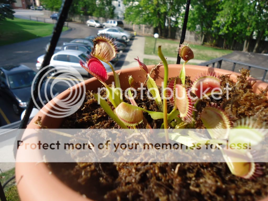 help me identify this - FlyTrapCare Forums