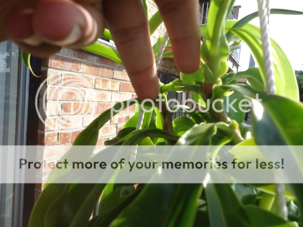 help me identify this - FlyTrapCare Forums