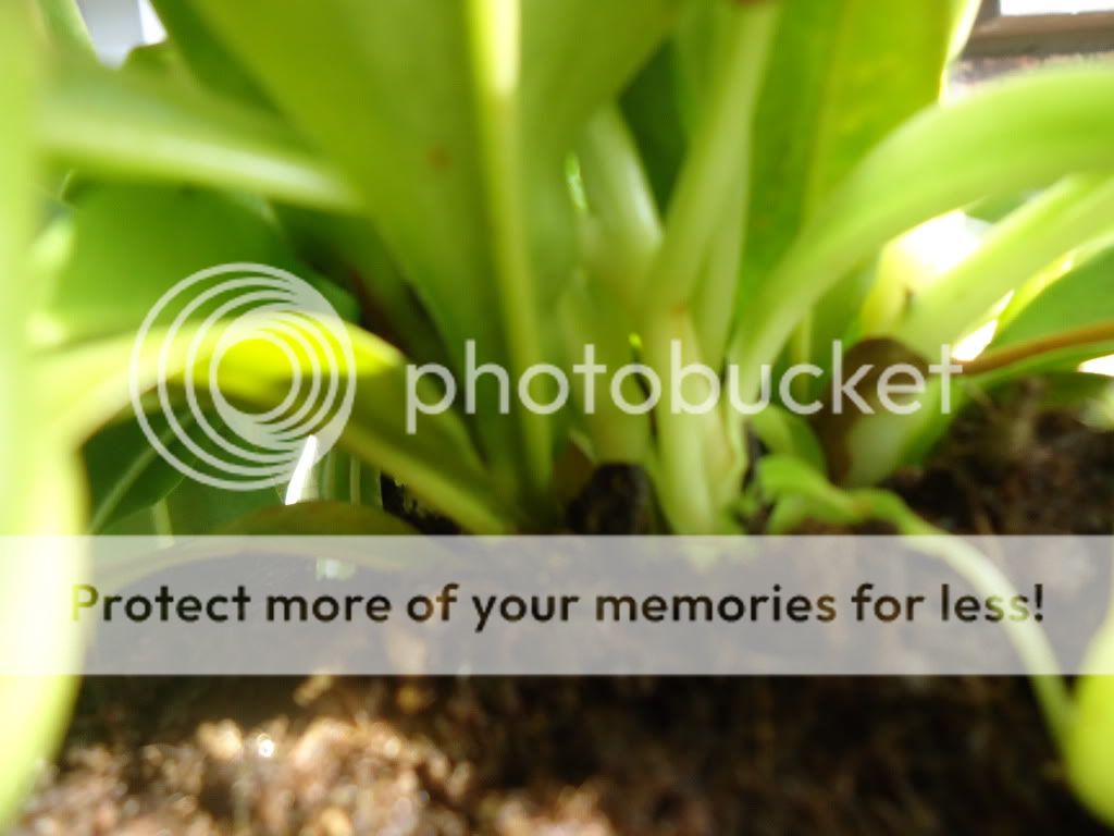 help me identify this - FlyTrapCare Forums