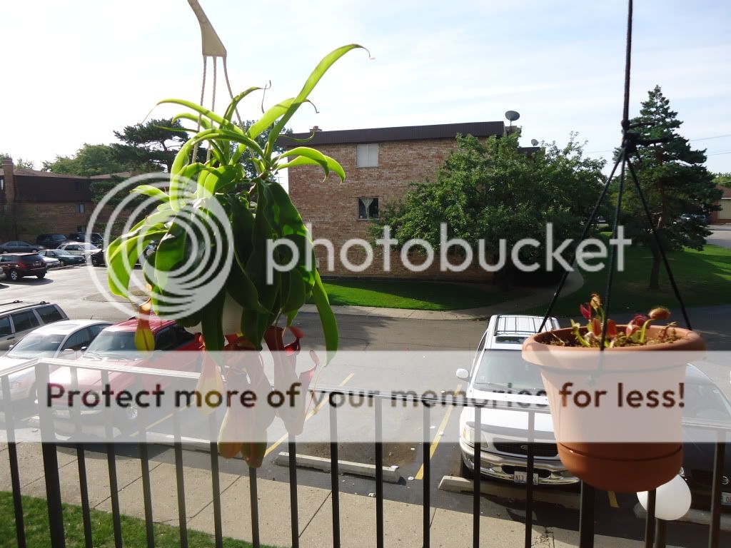 help me identify this - FlyTrapCare Forums