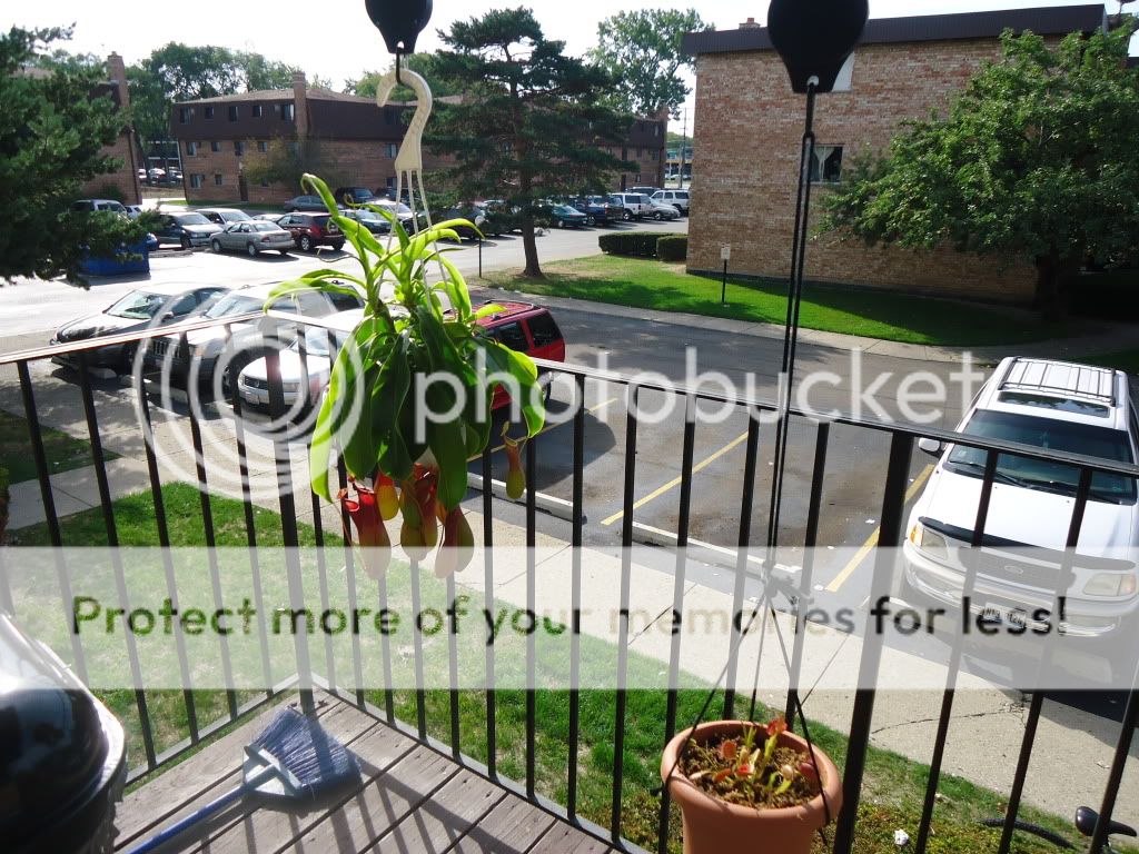 help me identify this - FlyTrapCare Forums