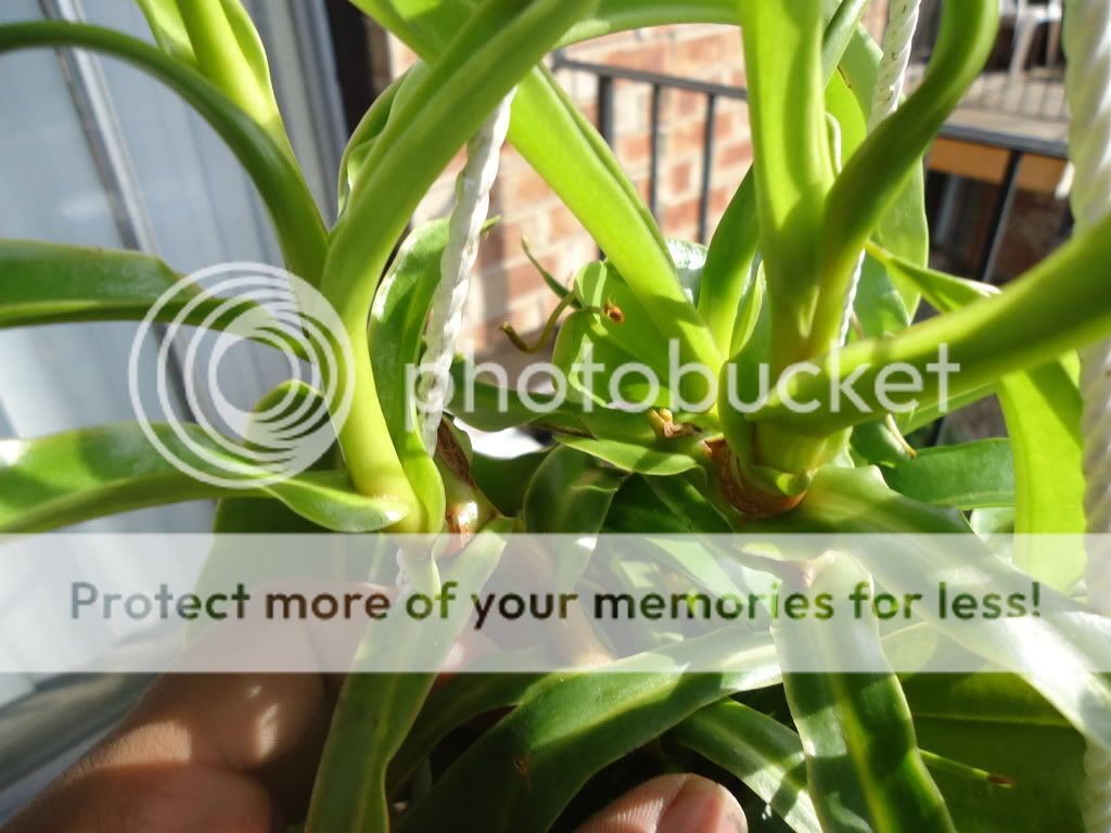 help me identify this - FlyTrapCare Forums