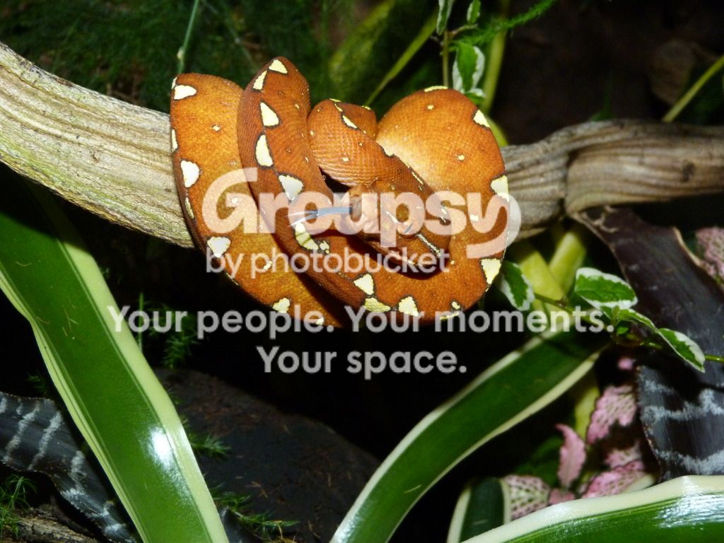 Cyclops Mountain green tree python colour change | Reptile Forums
