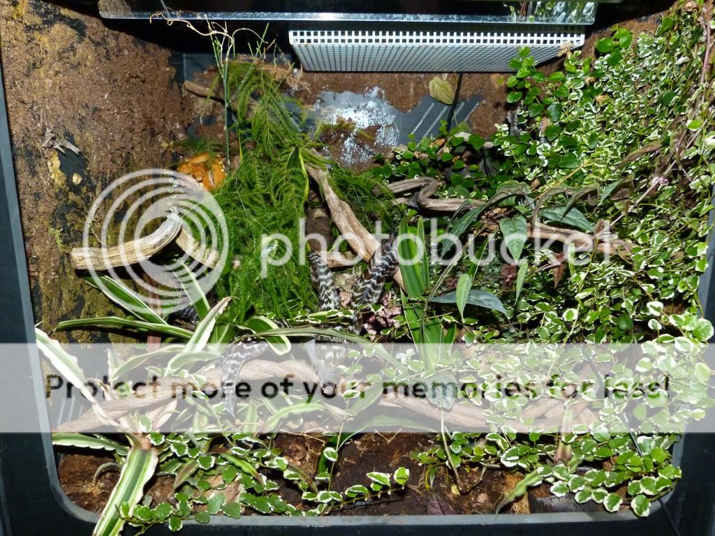 Show us your Green tree python setup's | Reptile Forums