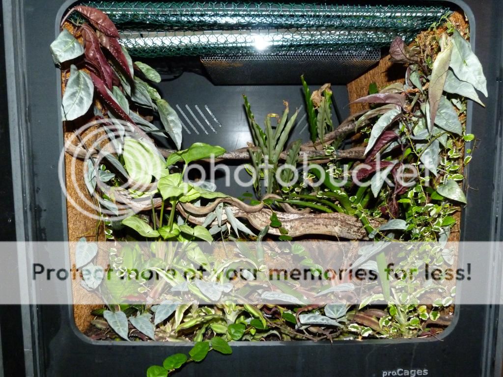 Show us your Green tree python setup's | Reptile Forums