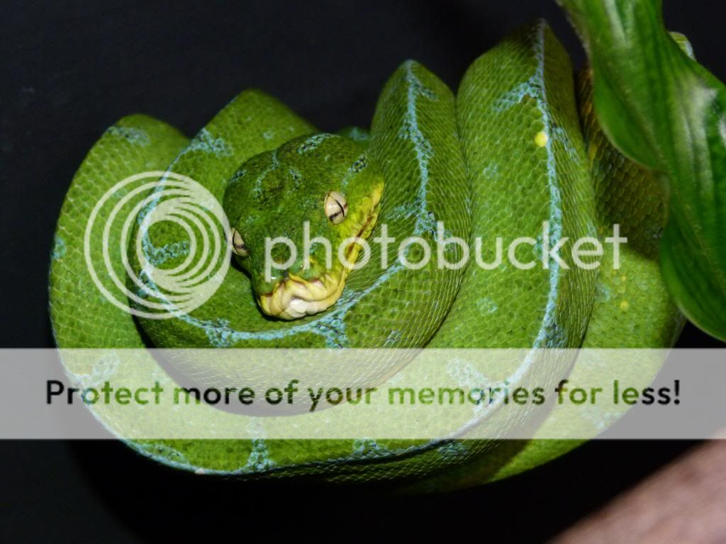 The Green Tree Python thread | Page 148 | Reptile Forums